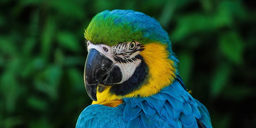 Ein sprechender Papagei vertreibt einen Einbrecher