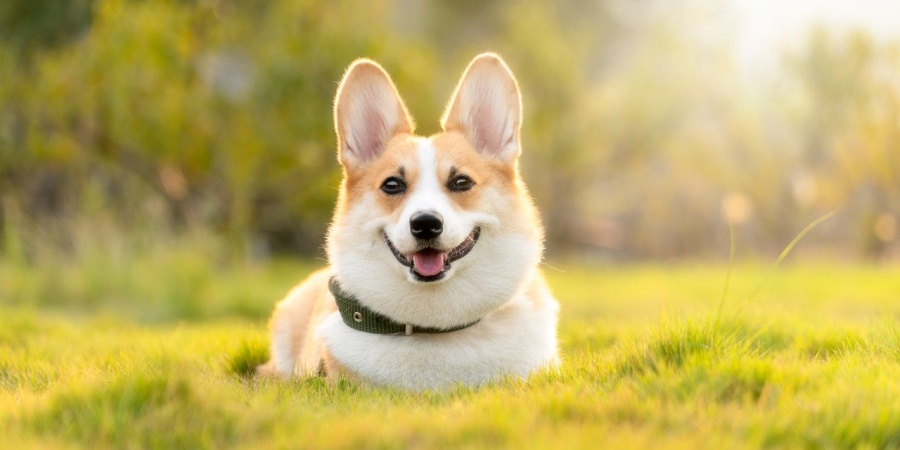 Die Hunde der Queen leben in Zukunft bei Prinz Andrew