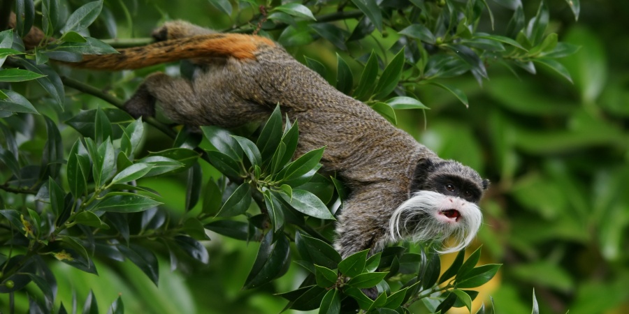2 Affen verschwinden aus einem amerikanischen Zoo