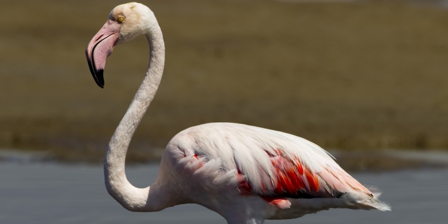 Flamingo Ingo wird heute wahrscheinlich 75 Jahre alt