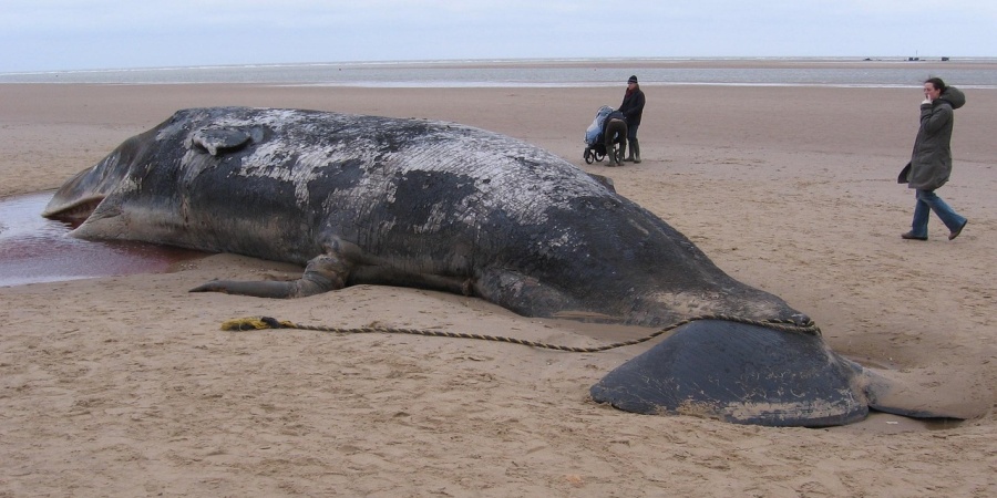 Ein toter Pott·wal am Strand von Sylt könnte platzen